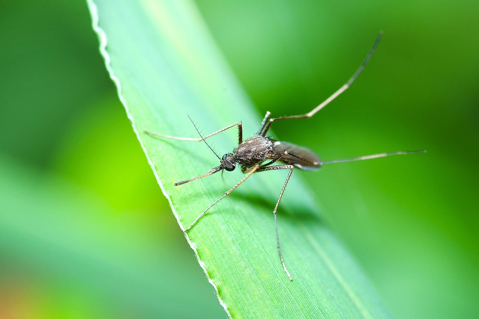 West Nile Virus e zanzare: quali rischi per la salute? - Fondazione ...